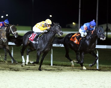 Time Muse - Horse Profile - BloodHorse