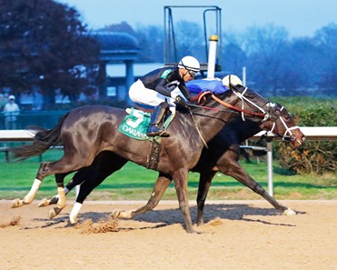 In Good Taste - Horse Profile - BloodHorse