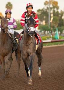 Madison Rae - Horse Profile - BloodHorse