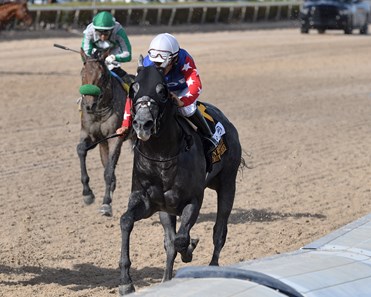 Seminole Chief - Horse Profile - BloodHorse