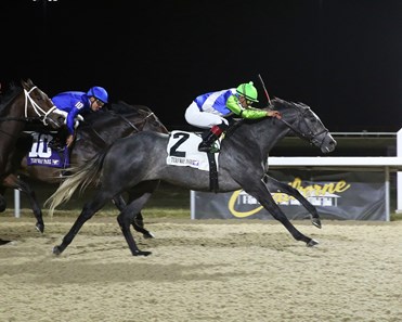 Oh Really - Horse Profile - BloodHorse