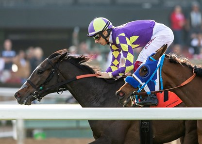 Medoro - Horse Profile - BloodHorse