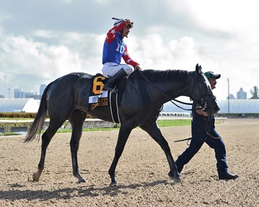 Seminole Chief - Horse Profile - BloodHorse