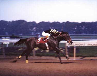Seattle Slew - Slideshow - BloodHorse