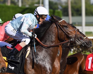 Resilience - Horse Profile - BloodHorse