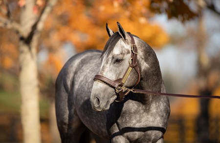Arcangelo - Horse Profile - BloodHorse