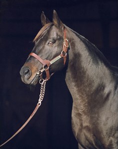Seattle Slew - Slideshow - BloodHorse