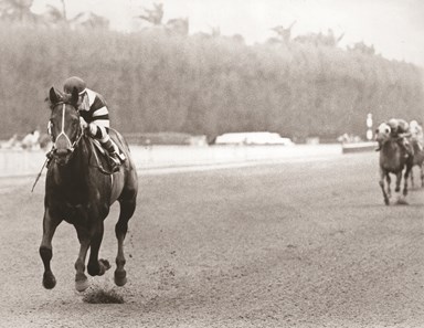 Seattle Slew - Slideshow - BloodHorse