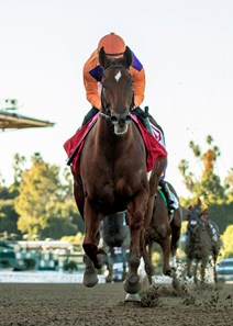 Kopion - Horse Profile - BloodHorse