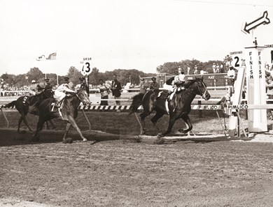 Seattle Slew - Slideshow - BloodHorse