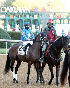 Catching Freedom - Horse Profile - BloodHorse