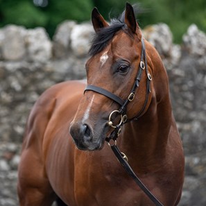 Mehmas (IRE) - Horse Profile - BloodHorse