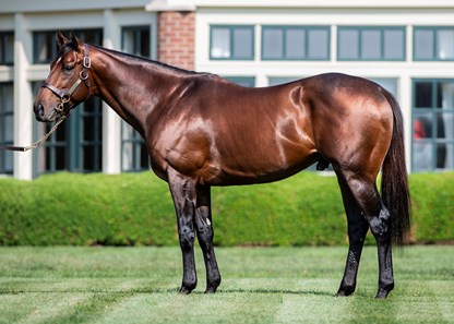 Flightline - Horse Profile - BloodHorse