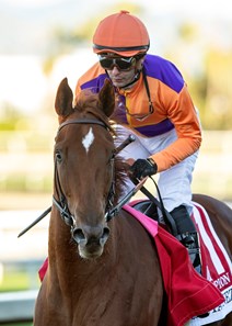 Kopion - Horse Profile - BloodHorse