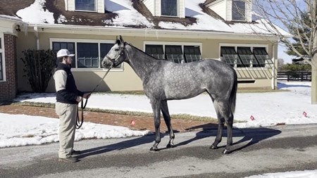 Arcangelo - Horse Profile - BloodHorse