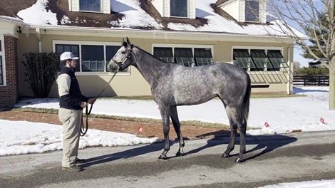 Champion 3-Year-Old Colt Arcangelo at Lane's End - Video - - BloodHorse
