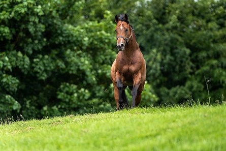 Mehmas (IRE) - Horse Profile - BloodHorse