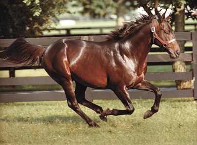 Seattle Slew - Slideshow - BloodHorse