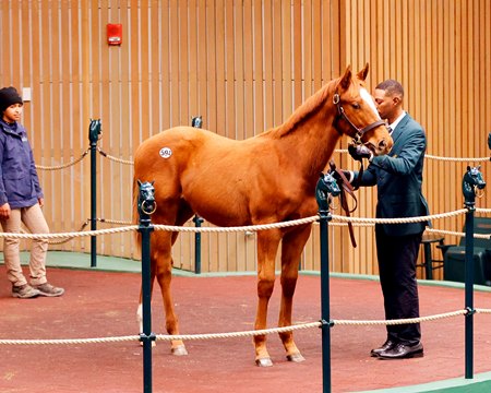 'Our Star Horse for the Day,' Justify Colt Brings $400K - BloodHorse