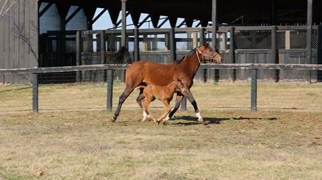 Champion Letruska's First Foal is a Curlin Filly - Video - - BloodHorse
