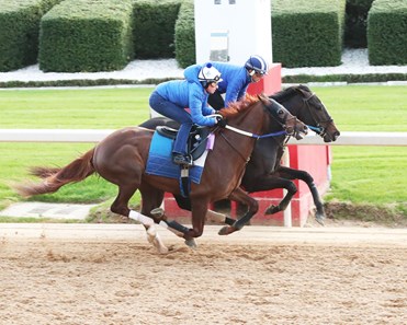 Carbone - Horse Profile - BloodHorse