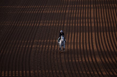 White Abarrio - Horse Profile - BloodHorse