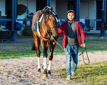 Sierra Leone - Horse Profile - BloodHorse