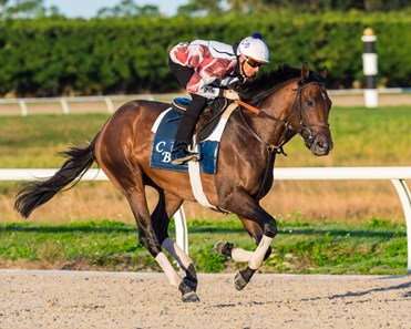 Sierra Leone - Horse Profile - BloodHorse