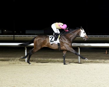 Fourfiftyseven - Horse Profile - BloodHorse