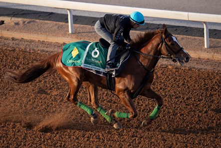Derma Sotogake (JPN) - Horse Profile - BloodHorse