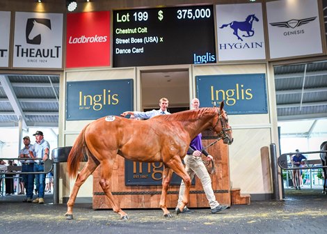 Yiu Makes Splash with Street Boss Colt at Inglis Sale - BloodHorse