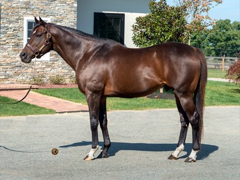Northview Releases 2025 Stud Fees - BloodHorse