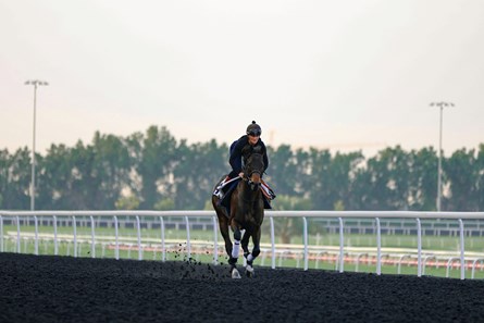 Starlust (GB) - Horse Profile - BloodHorse