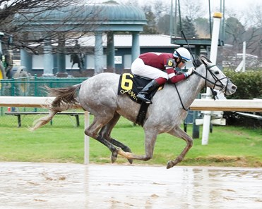 Merasol Sugar - Horse Profile - BloodHorse