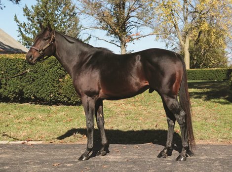 Sacred Life's First Foal is a Kentucky-Bred Colt - BloodHorse