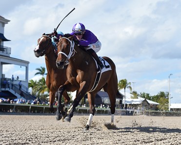 Launch - Horse Profile - BloodHorse