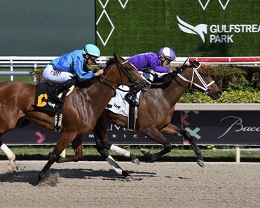Launch - Horse Profile - BloodHorse