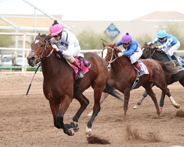 Pepper Mill - Horse Profile - BloodHorse