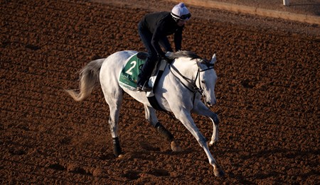 White Abarrio - Horse Profile - BloodHorse