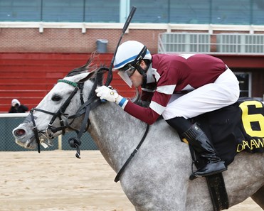 Merasol Sugar - Horse Profile - BloodHorse