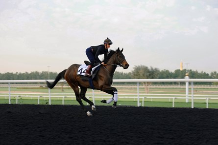 Starlust (GB) - Horse Profile - BloodHorse