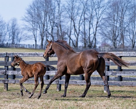 The Jockey Club Expects 3.4% Drop in Foal Crop for 2025 - BloodHorse