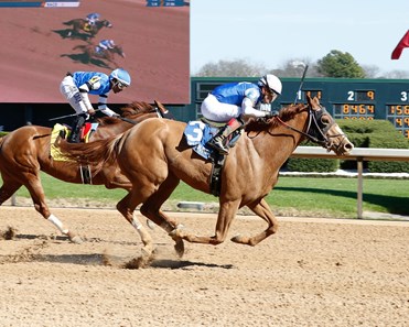 Lilms Constitution - Horse Profile - BloodHorse