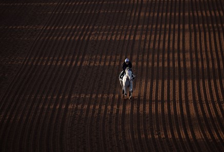 White Abarrio - Horse Profile - BloodHorse