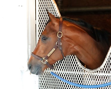 Track Phantom - Horse Profile - BloodHorse
