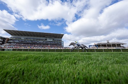 Charyn (IRE) - Horse Profile - BloodHorse