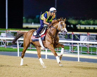 Crupi - Horse Profile - BloodHorse