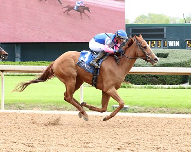 Task - Horse Profile - BloodHorse