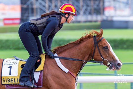 2023 Golden Shaheen Winner Sibelius to Return in Smile - BloodHorse