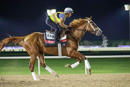 Crupi - Horse Profile - BloodHorse